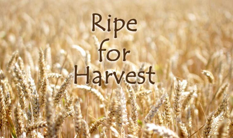 Church Archives - A Crucible of Thought